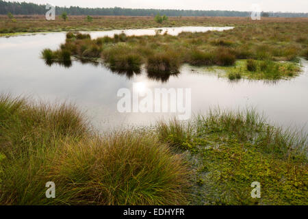 Moorlands, Schweimker Moor Nature Reserve, Lower Saxony, Germany Stock ...