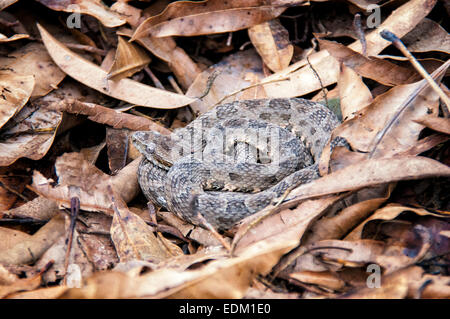 brazilian outdoor snakes Stock Photo - Alamy