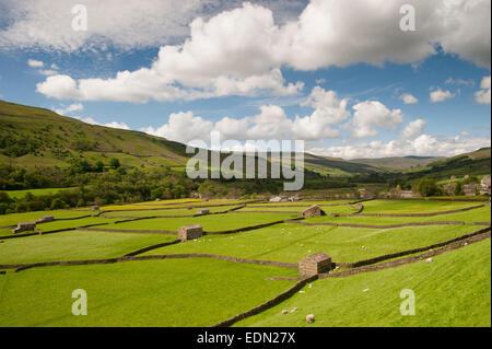 Meadow land at Gunnerside, looking back up Swaledale, with drystone ...