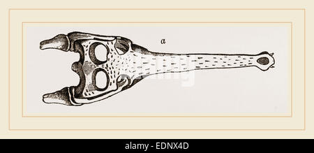Head of Gavial Stock Photo - Alamy