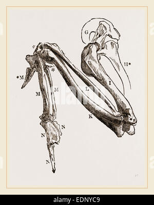 Bones of Hawk's Wing Stock Photo - Alamy