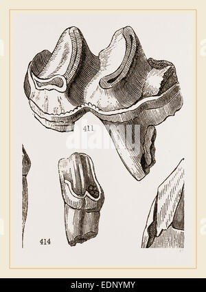 Teeth of Lophiodon Stock Photo - Alamy