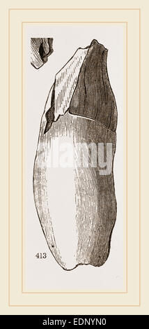 Teeth of Lophiodon Stock Photo - Alamy