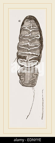 Teeth of African Elephant Stock Photo - Alamy