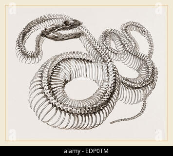 skeleton of boa constrictor Stock Photo: 24659676 - Alamy
