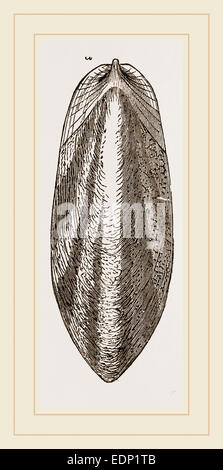 Internal Shell of Cuttle-fish Stock Photo - Alamy