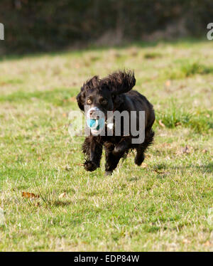Working Cocker Spaniel running and playing in a field in the Derbyshire ...