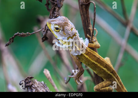Green Lizard changing skin resting on wood horizontal Stock Photo - Alamy