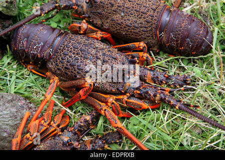 Freshly caught spiny crayfish on the New Zealand coastline Stock Photo ...
