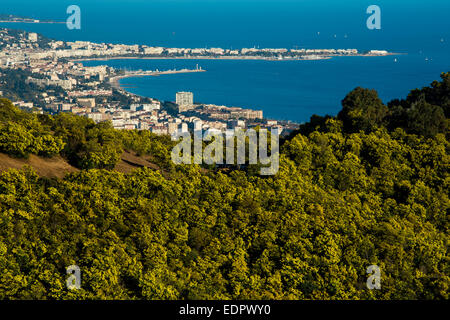 The Mimosa Forest, Massif Of Tanneron, Var,French Riviera, France Stock ...