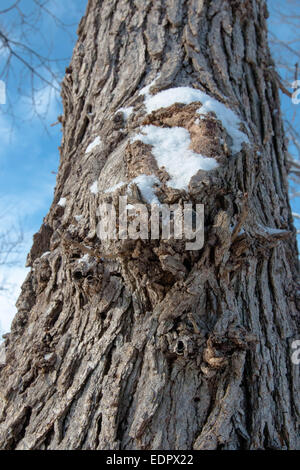 knotted oak timber Stock Photo - Alamy