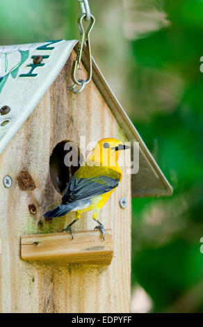 The prothonotary warbler (Protonotaria citrea) close up Stock Photo - Alamy