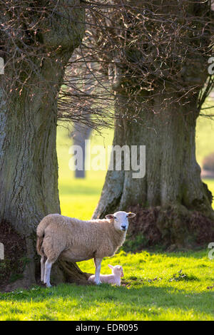 Cotswold sheep ewe with young lamb suckling Rare Breed Trust Cotswold ...