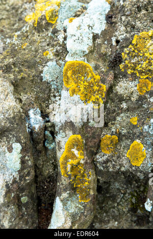 lichen growing in the nature, symbiotic relation between organisms in ...