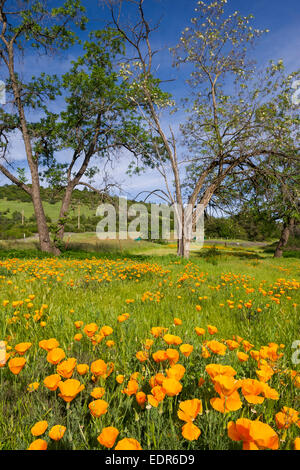 Oak trees in the California foothills Stock Photo - Alamy