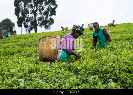 KINIHIRA, RWANDA- NOVEMBER 9: workers at a tea plantation on November 9 ...