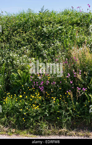 Traditional flowering hedgerow wildlife habitat in summertime in Stock ...