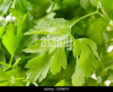 Flat leaved parsley Stock Photo - Alamy