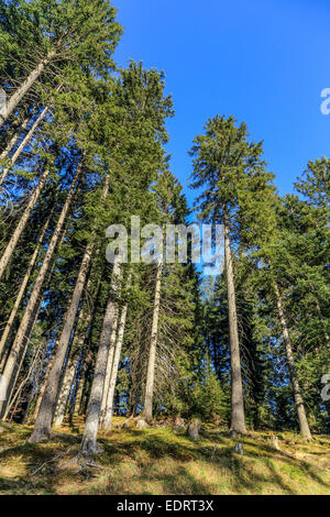 Low angle view of fir trees on a sunny day Stock Photo - Alamy