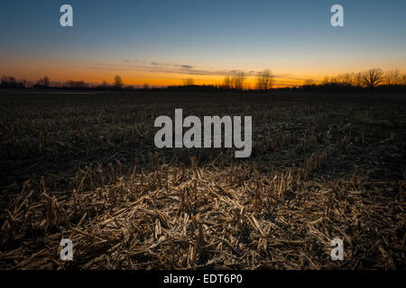 CORNFIELD AT NIGHT Stock Photo - Alamy