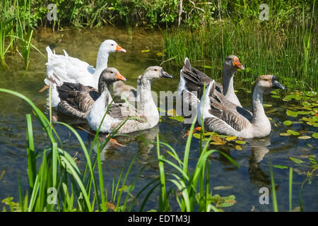 A group of geese swimming in a marshy pond Stock Photo - Alamy