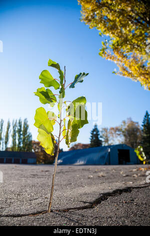 young poplar tree growing through crack in asphalt,survival concept ...
