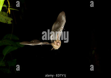 Seba's short-tailed fruit bat (Carollia perspicillata) flying under ...