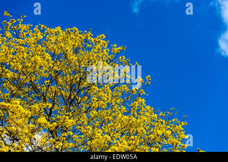 A beautiful Yellow Poui Tree,In Lopinot Village Trinidad Stock Photo ...