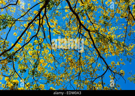 Yellow Poui tree in blossom, Trinidad, Tecoma Stock Photo - Alamy