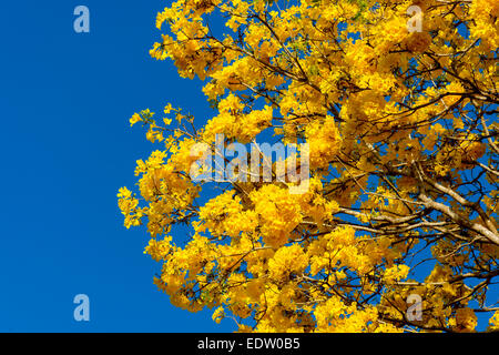 Yellow Poui tree in blossom, Trinidad, Tecoma Stock Photo - Alamy