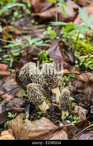 A morel mushroom, Morchella, grows on a leaf-covered forest floor in ...