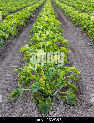 Summer squash growing in a field on a farm in northern Illinois, USA ...