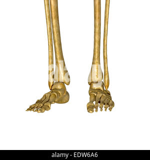 Human skeleton, legs and feet, front view, close up Stock Photo - Alamy