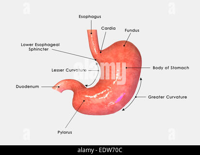 Illustration of stomach layers Stock Photo - Alamy