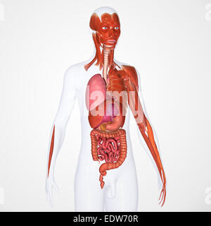 Body Organs face muscles Stock Photo - Alamy
