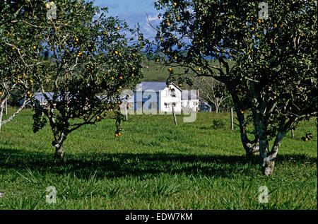 Spanish Lookout Mennonite settlement in Belize, Central America, June ...