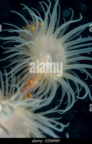 Gorgonian wrapper (Nemanthus annamensis). Owase, Mie, Japan Stock Photo ...