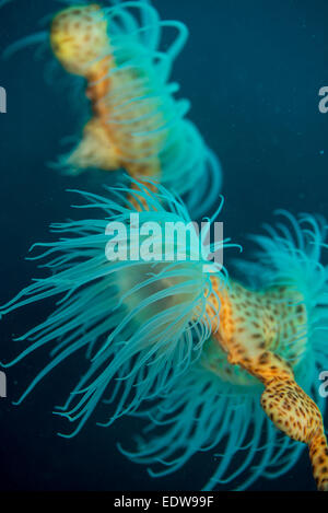 Tentacles. Gorgonian Wrapper (Nemanthus sp.) Owase, Mie, Japan Stock ...