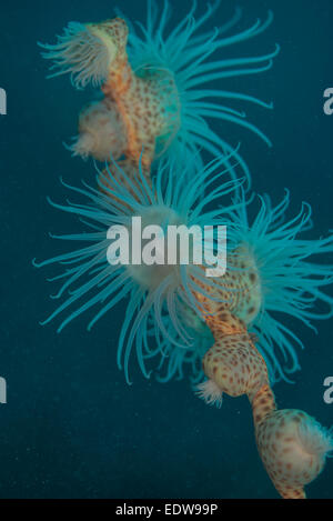 Gorgonian wrapper (Nemanthus annamensis). Owase, Mie, Japan Stock Photo ...