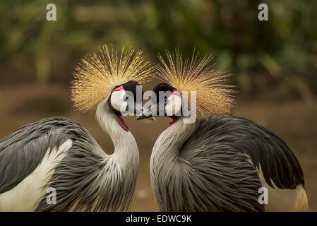 feet of a crowned crane Stock Photo: 141752350 - Alamy