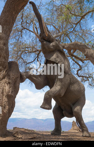 Tree-climbing African Elephant bull in Mana Pools, Zimbabwe Stock Photo ...