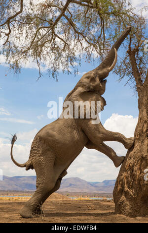 Tree-climbing African Elephant bull in Mana Pools, Zimbabwe Stock Photo ...