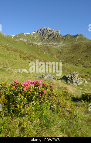 Rhododendron - Alpenrose Stock Photo - Alamy