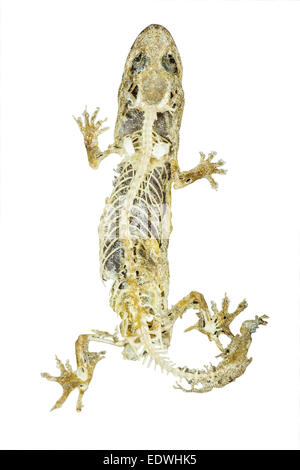 common lizard on white background with natural poses Stock Photo - Alamy