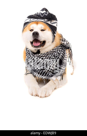 Portrait of an adorable Akita inu - studio shot, isolated on black ...