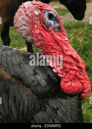Close up of turkey head with wattle, Bird Garden, Scotland, Oxton ...