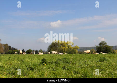 White purebred Normandy cows on summer pasture Stock Photo - Alamy