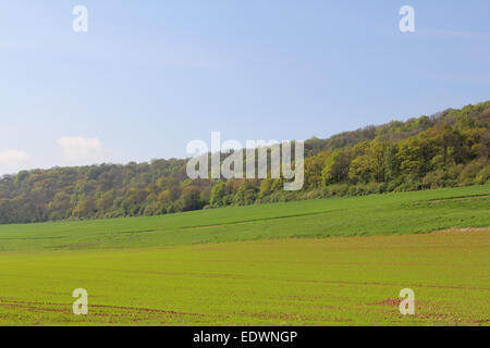 Landscaped spring field in valley of Normandy, France Stock Photo - Alamy