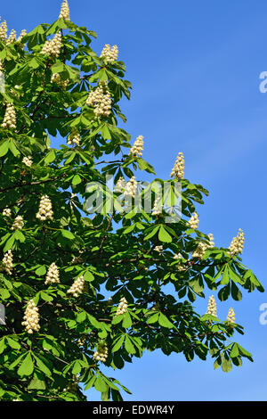Pink chestnut flower against blue sky. Spring in the city Stock Photo ...