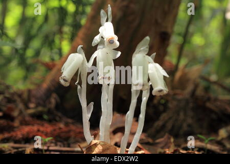 Monotropastrum humile, saprophytic plant, Japan Stock Photo - Alamy
